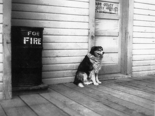 Famous Sheps in Dog History, Vol. 1: Shep the Forever Faithful Dog, Ft ...