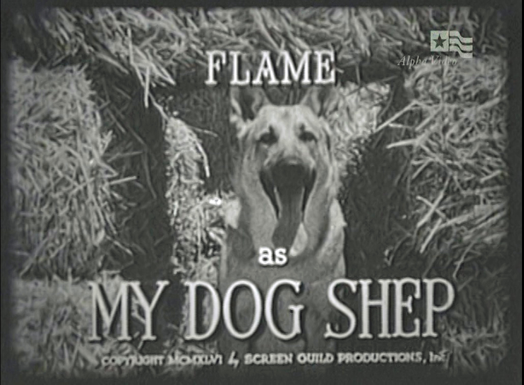 Famous Sheps in Dog History, Vol. 3: “My Dog Shep”, 1946 | Shep's Place