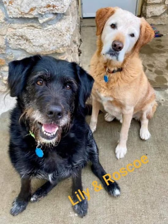 Our Dogs | Shep's Place Senior Dog Sanctuary