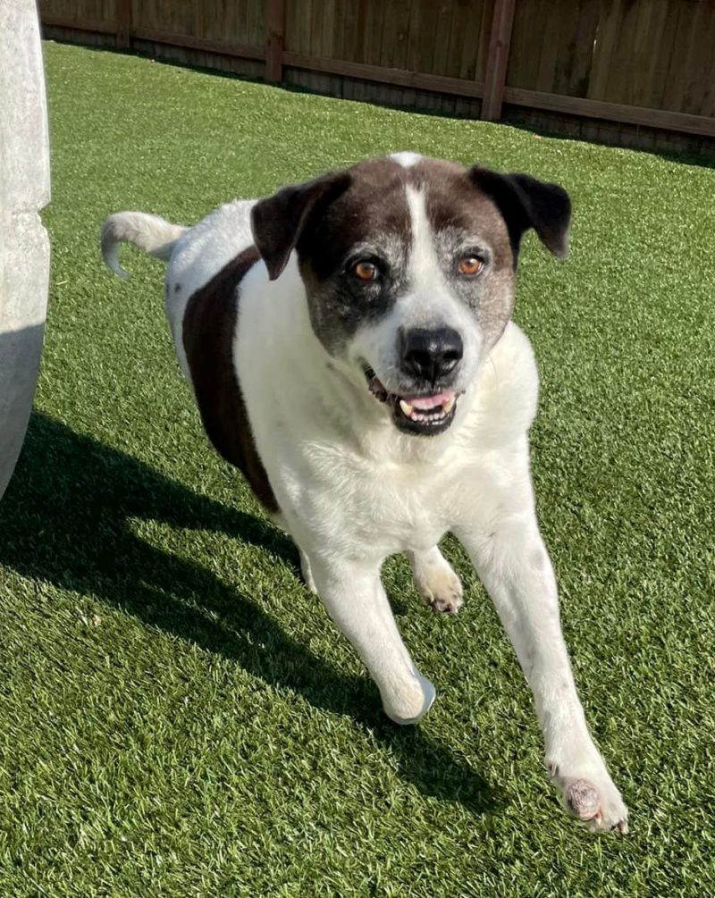 Our Dogs | Shep's Place Senior Dog Sanctuary